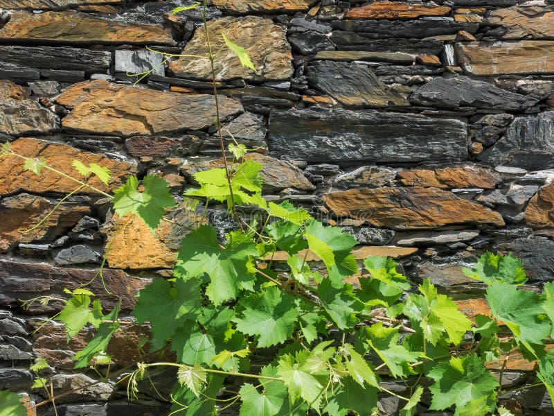 Grapevine in Front of a Wall of Slate Stock Image - Image of plants ...