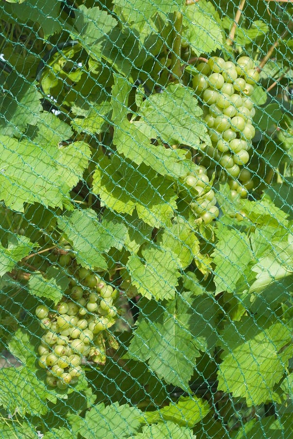 Grapevine with Fruit stock image. Image of natural, health - 16047517