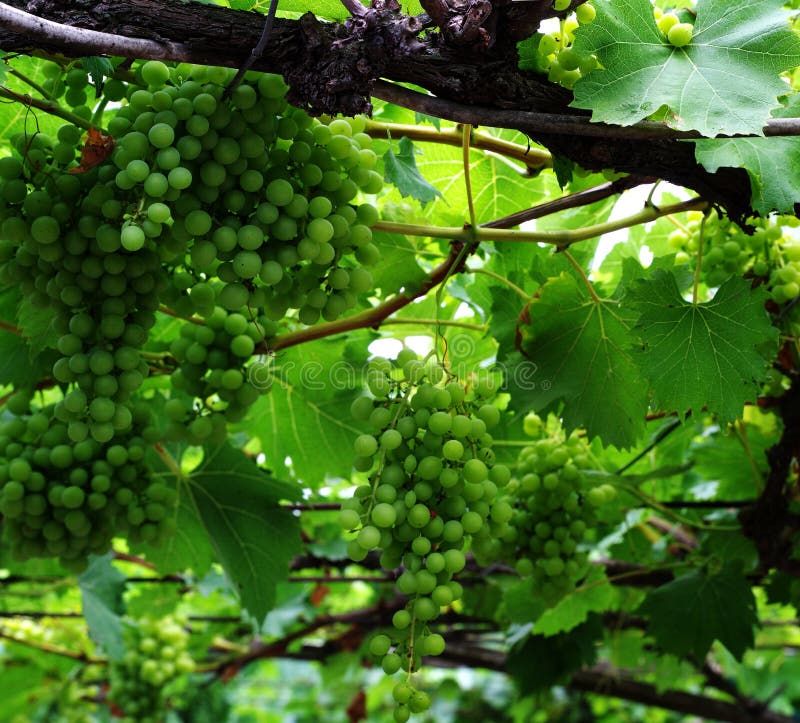 Grapevine Nature Landscpae Stock Photo Stock Image - Image of ...