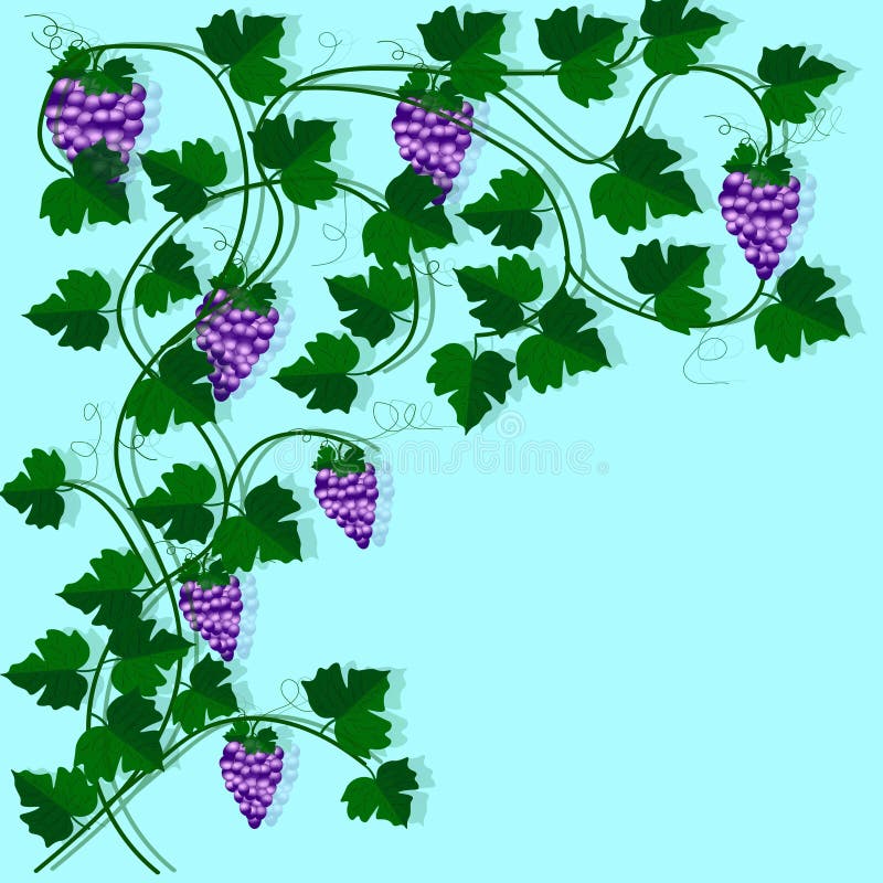 Grapevine with Green Leaves and Bunches of Ripe Grapes Stock Vector ...