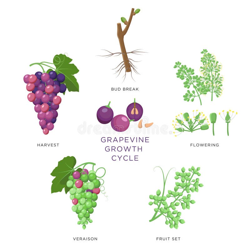 Grapevine Growth Infographic Elements Isolated on White, Flat Design ...