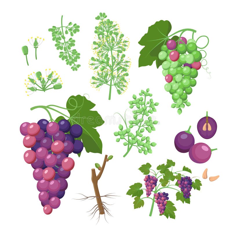 Planting Fruits Process Stock Illustrations – 75 Planting Fruits ...