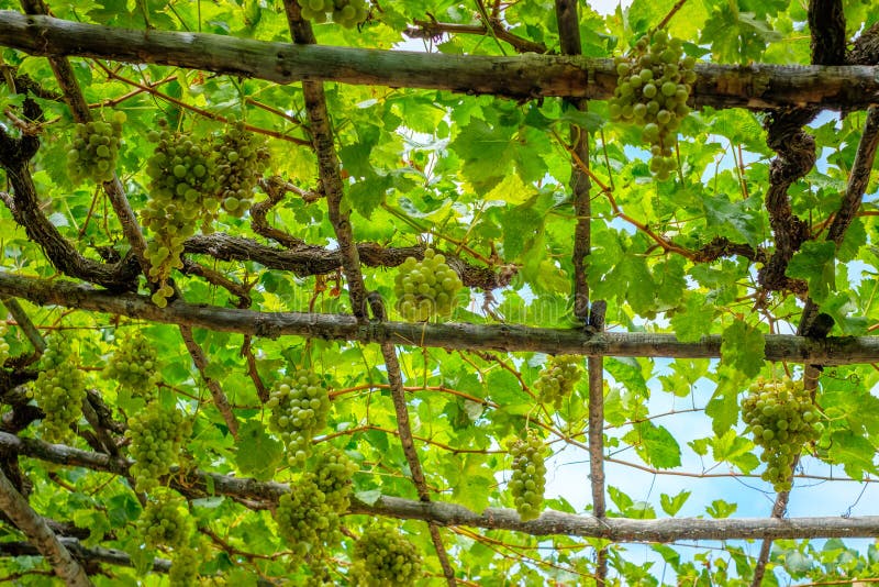 Hanging grapes stock photo. Image of grapes, green, wine - 1121228