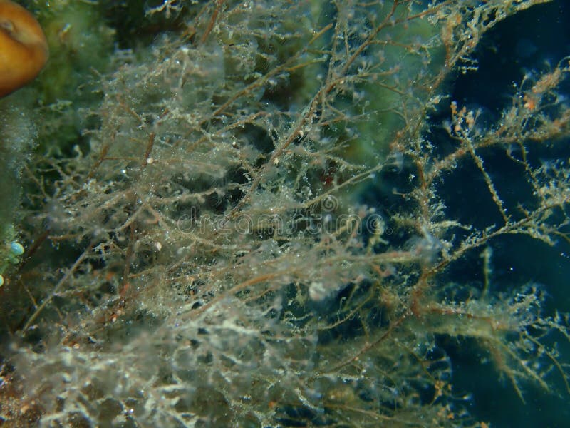 Grapevine Hydroid or Botryoid Stickhydroid (Eudendrium Racemosum) Close ...