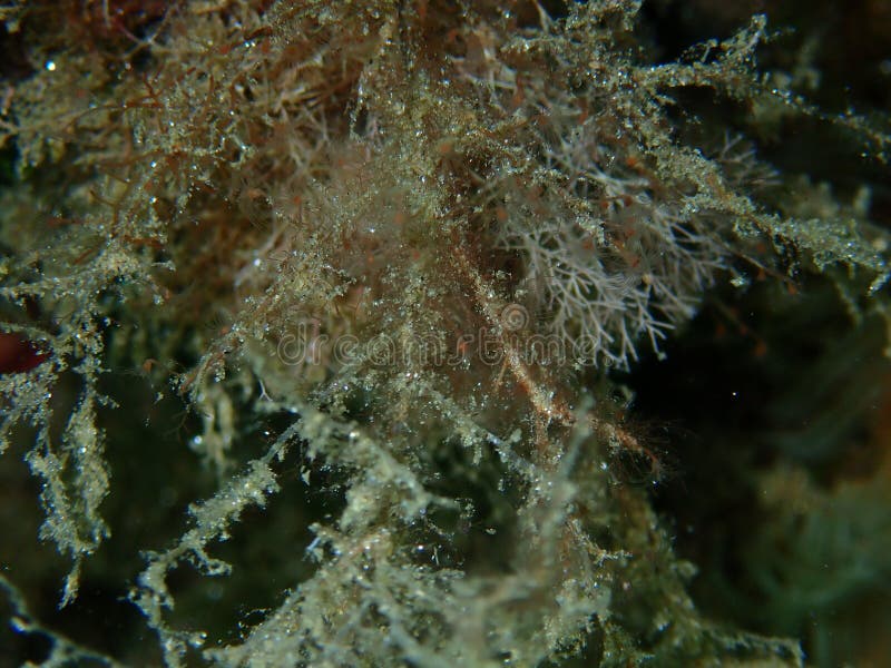 Grapevine Hydroid or Botryoid Stickhydroid (Eudendrium Racemosum) Close ...