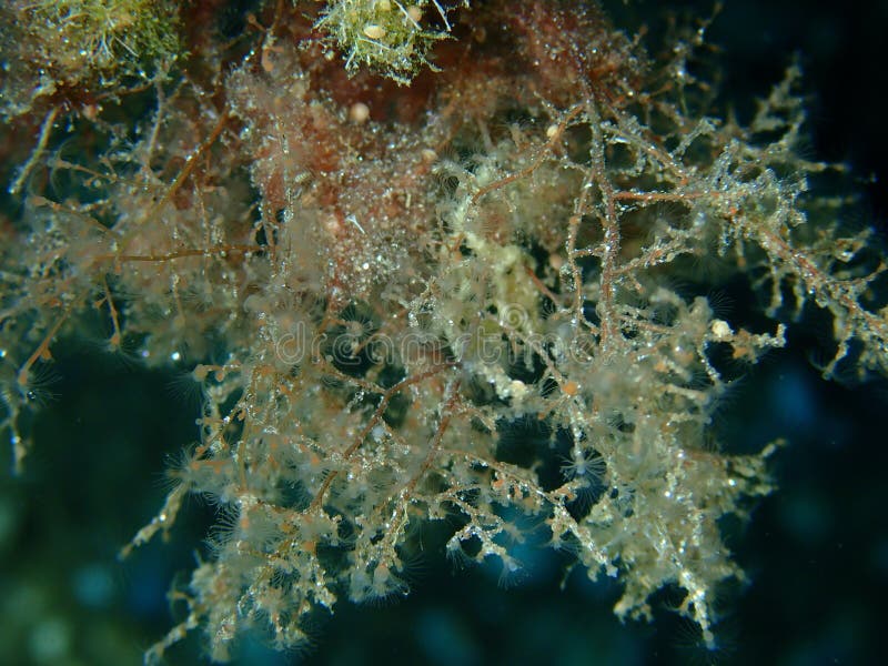 Grapevine Hydroid or Botryoid Stickhydroid (Eudendrium Racemosum) Close ...