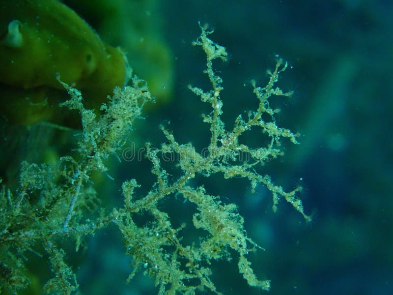 Grapevine Hydroid Stock Photos - Free & Royalty-Free Stock Photos from ...