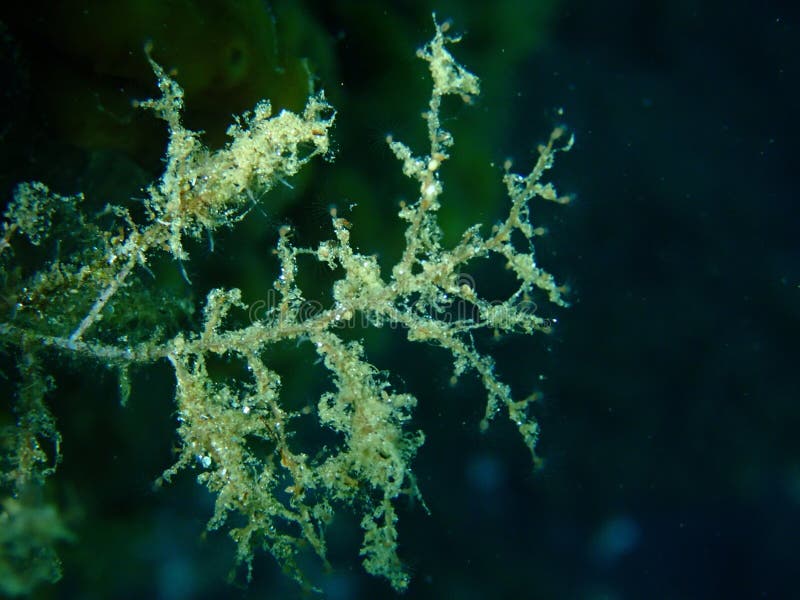 Grapevine Hydroid or Botryoid Stickhydroid (Eudendrium Racemosum) Close ...