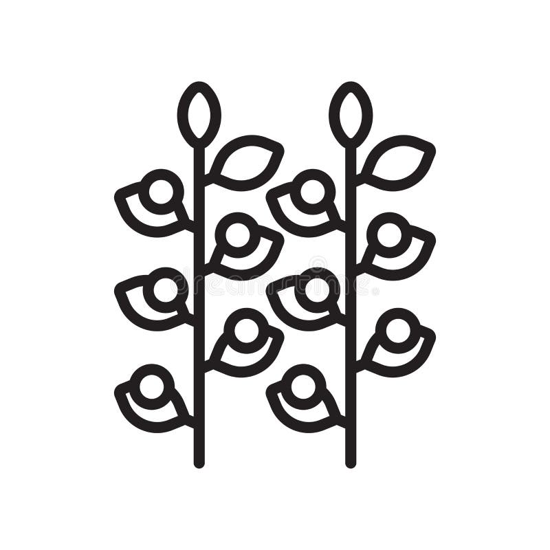 Grapevine Icon Vector Sign and Symbol Isolated on White Background ...