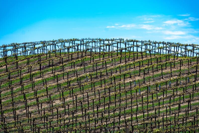 Grapevine Landscape in Central California Stock Photo - Image of ...