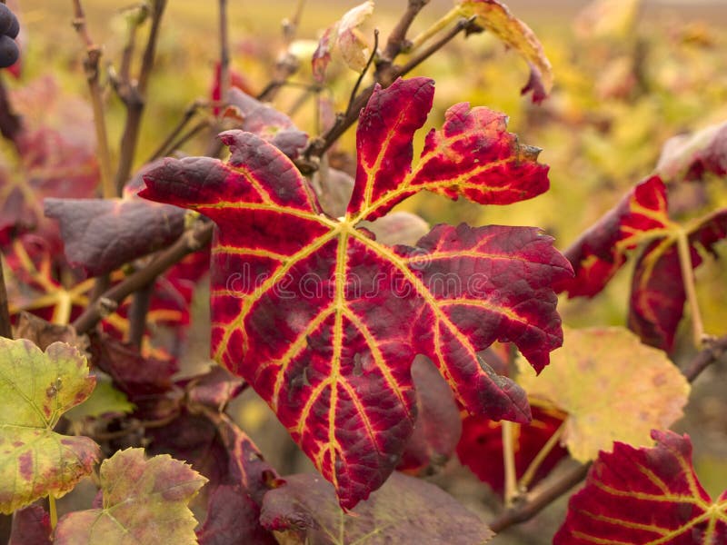 Grapevine Leaf stock photo. Image of fall, region, leaf - 6513932
