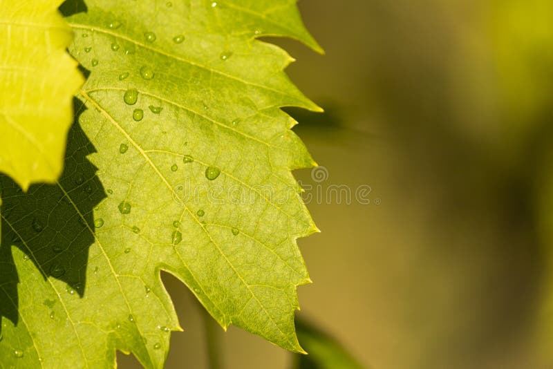 Grapevine Leaf with a Drop of Water on it after Rain. Vineyard after ...