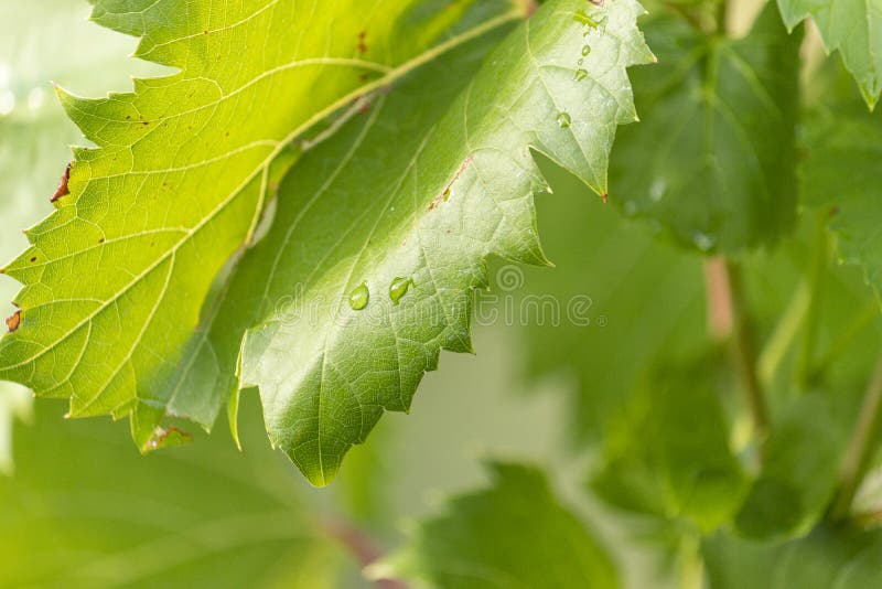 Grapevine Leaf with a Drop of Water on it after Rain. Vineyard after ...