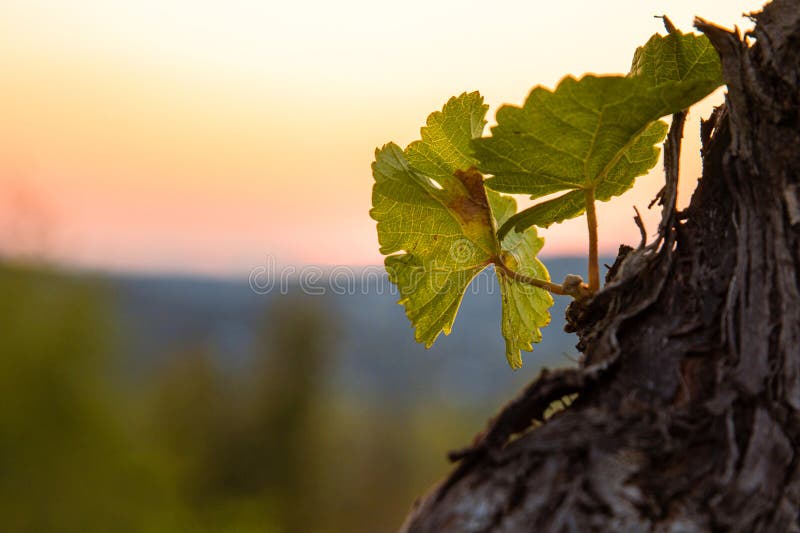Grapevine Leaf Growing from an Aged Trunk. Stunning Vineyard Landscape ...