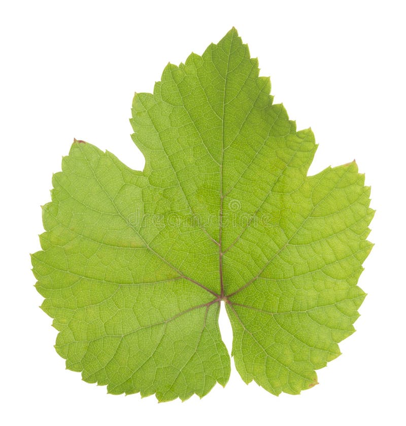 Grapevine Leaf Isolated on White Background Stock Photo - Image of ...