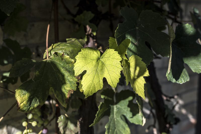 Grapevine leaf stock image. Image of green, harvest, cider - 81316165
