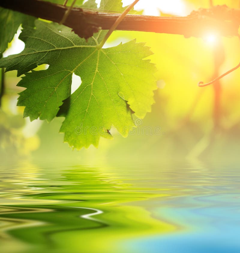Grapevine leaf over water stock image. Image of environment - 5819395