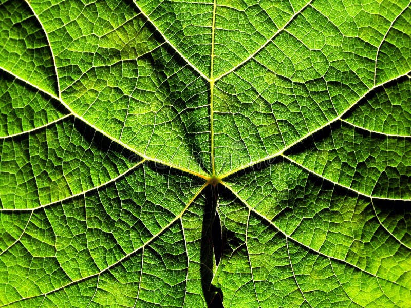 Grapevine leaf texture stock photo. Image of plant, green - 153440