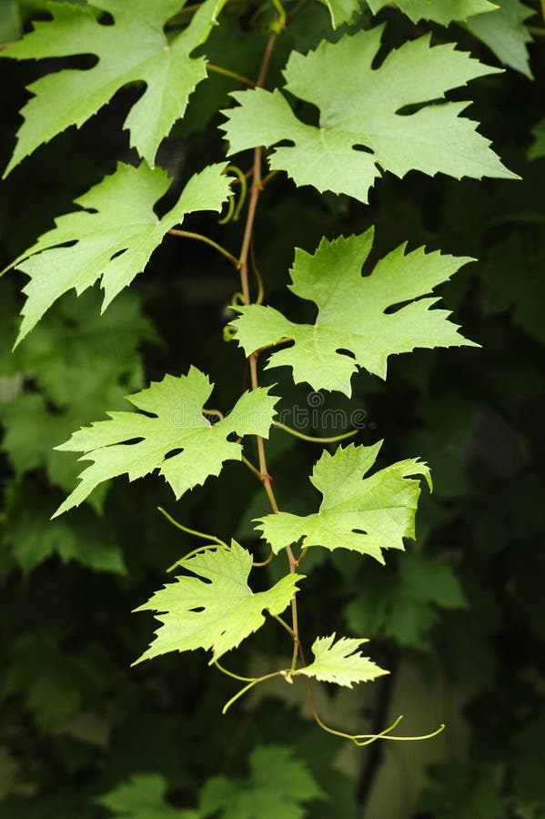 Grapevine leaves stock photo. Image of plants, climbing - 27847522
