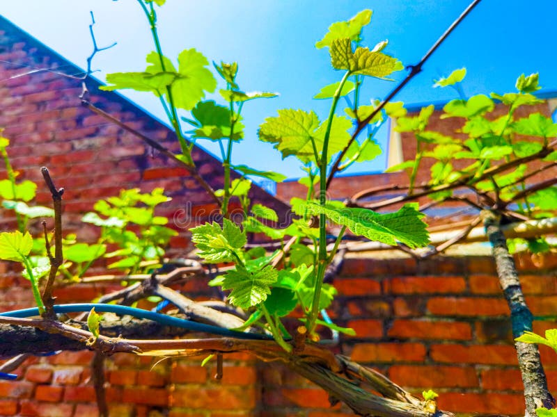 Grapevine Leaves, Cylindrical Branches, Longitudinally Ribbed, Glabrous ...