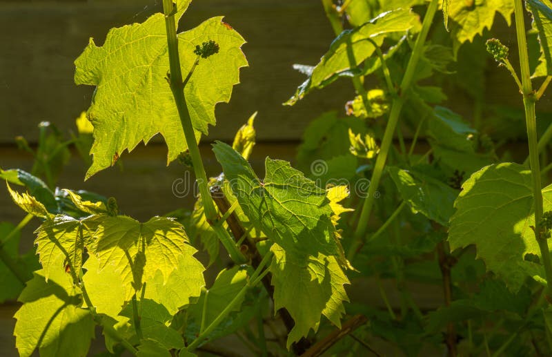 Grapevine Leaves and Developing Inflorescenses in Bright Sunlight in a ...