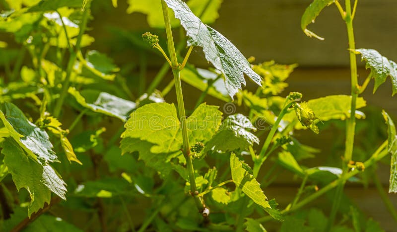 Grapevine Leaves and Developing Inflorescenses in Bright Sunlight in a ...