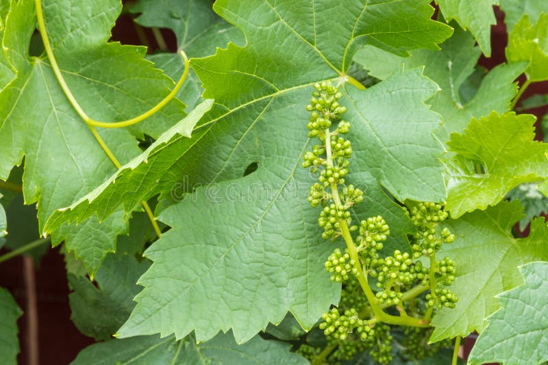 Grapevine Leaves with Flower Buds Growing in Organic Vineyard Stock ...