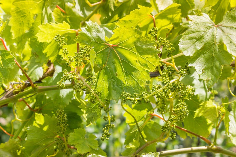 Grapevine Leaves and Flowers in Vineyard in Springtime Stock Image ...