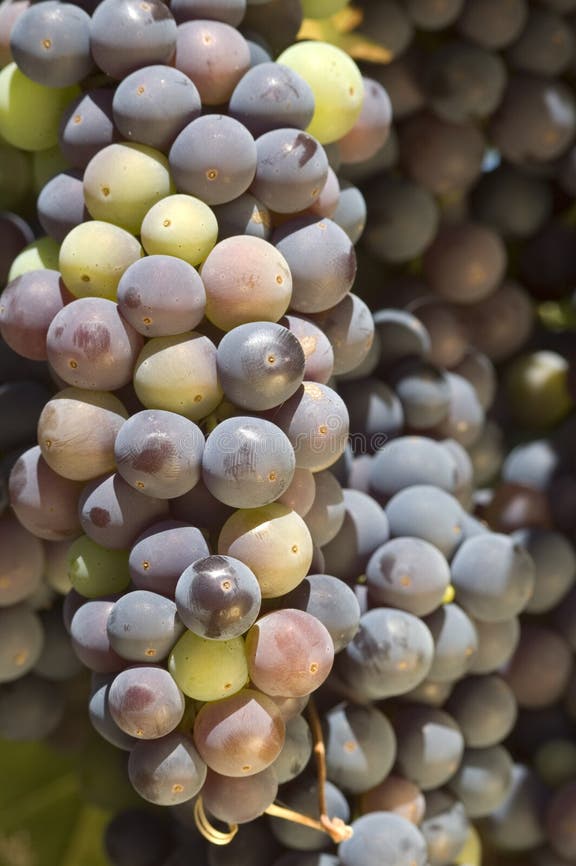 Grapevine in Napa Valley, California Stock Image - Image of small, wine ...