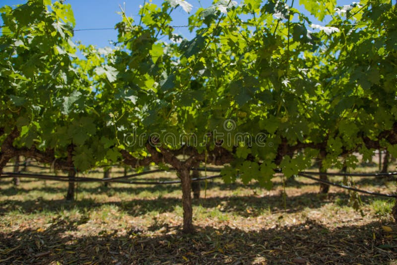 Grapevine in Napa Valley California Stock Photo - Image of california ...