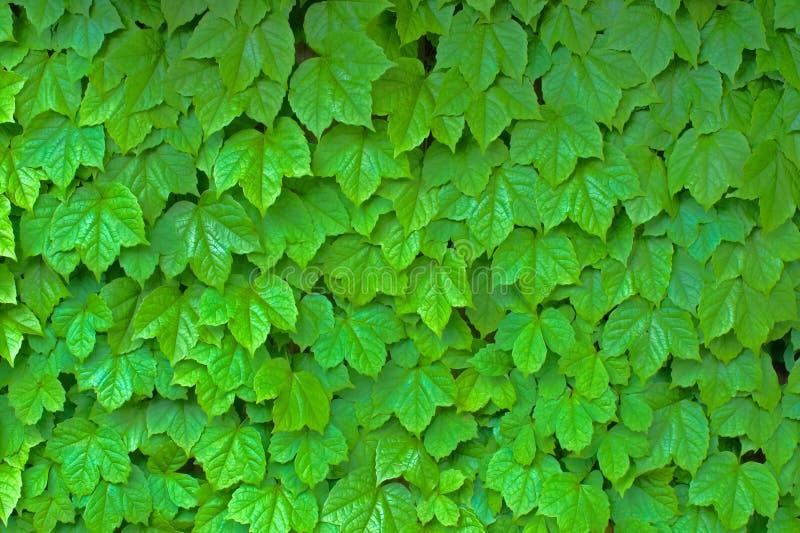 Grapevine leaf texture stock photo. Image of plant, green - 153440
