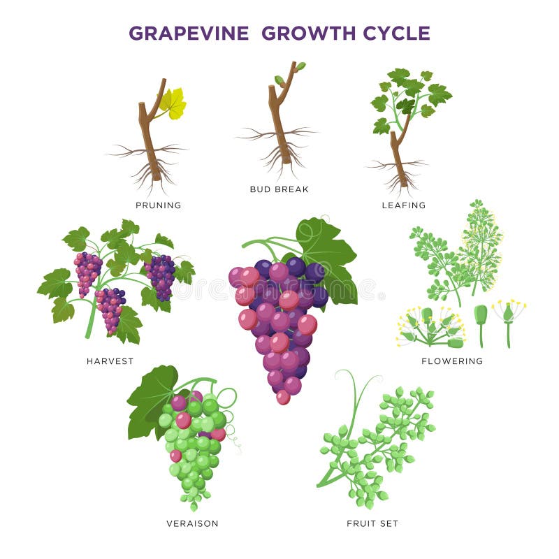 Parts of Plant. Morphology of Grape Vine Plant with Root System ...