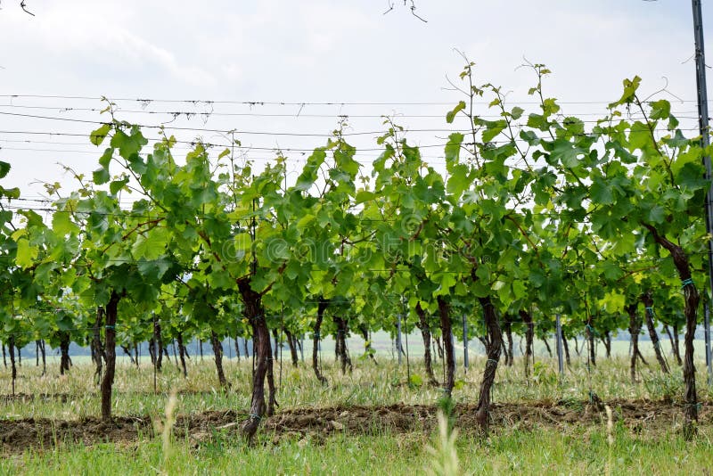 Grapevine Field Agriculture Stock Photo Stock Image - Image of leaf ...