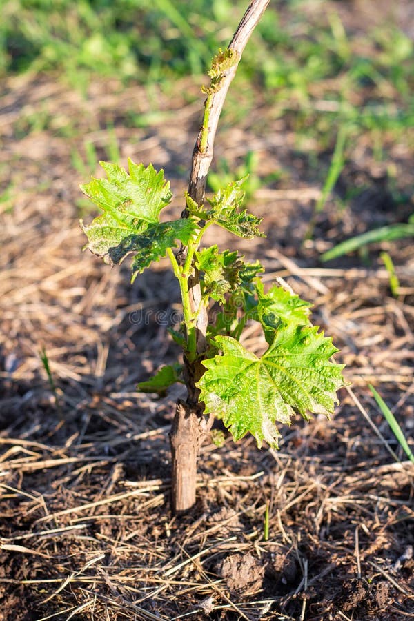 Grapevine Seedling with Green, Blistered Diseased Leaves. Grapevine ...