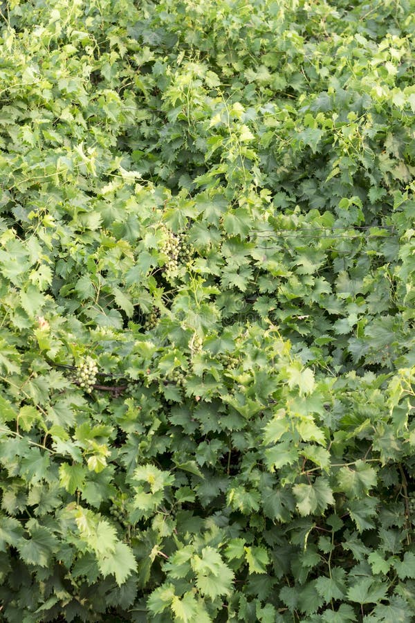 Grapevine stock photo. Image of agriculture, ground, growing - 50136342