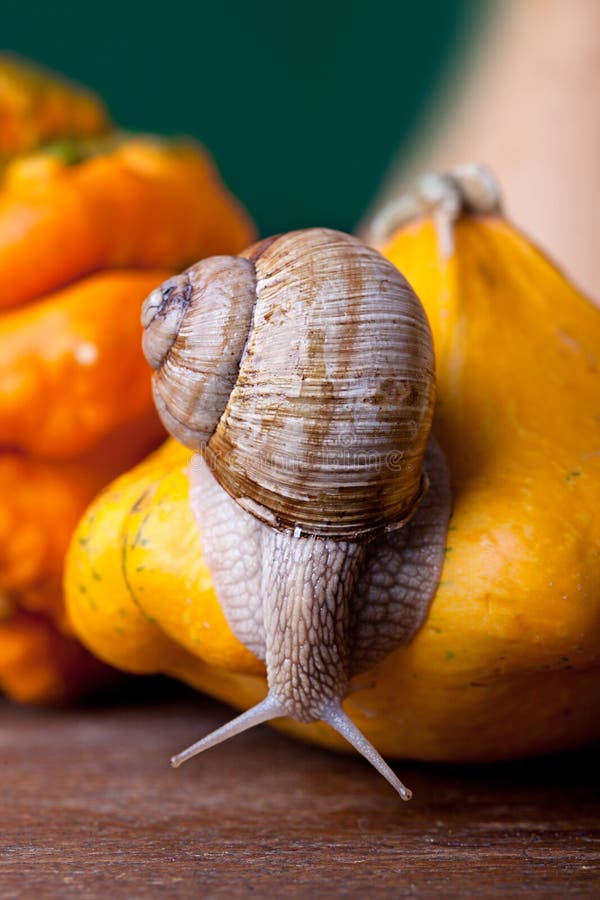 Grapevine Snail stock photo. Image of aspersum, pest - 21439946
