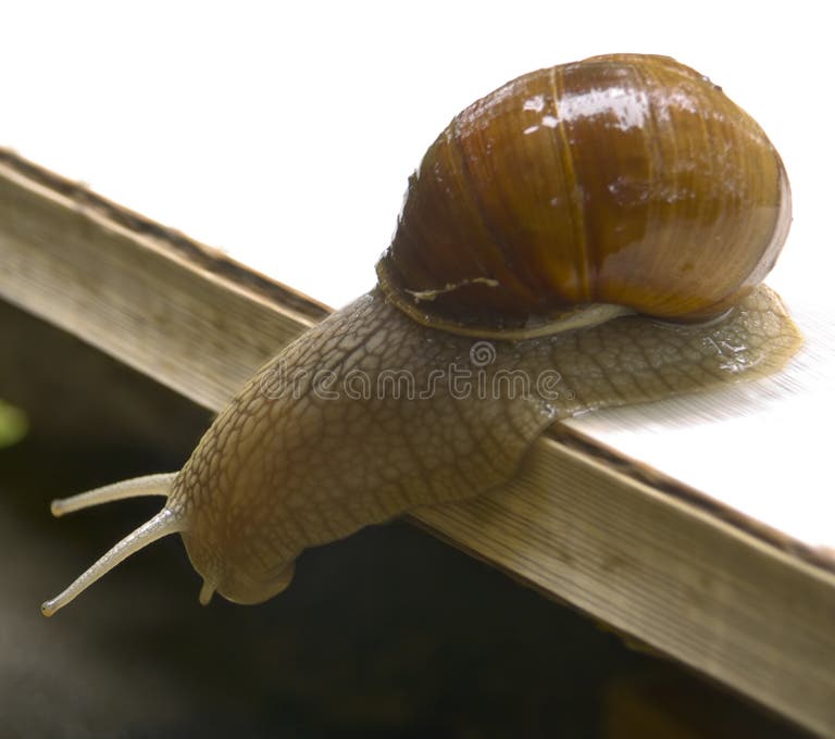 Grapevine snail 3 stock photo. Image of white, fauna, fast - 3142050