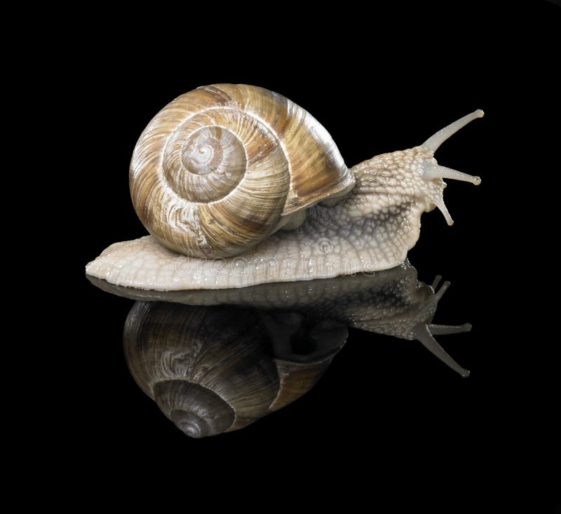 Grapevine Snail and Razor Blade Stock Image - Image of edible ...