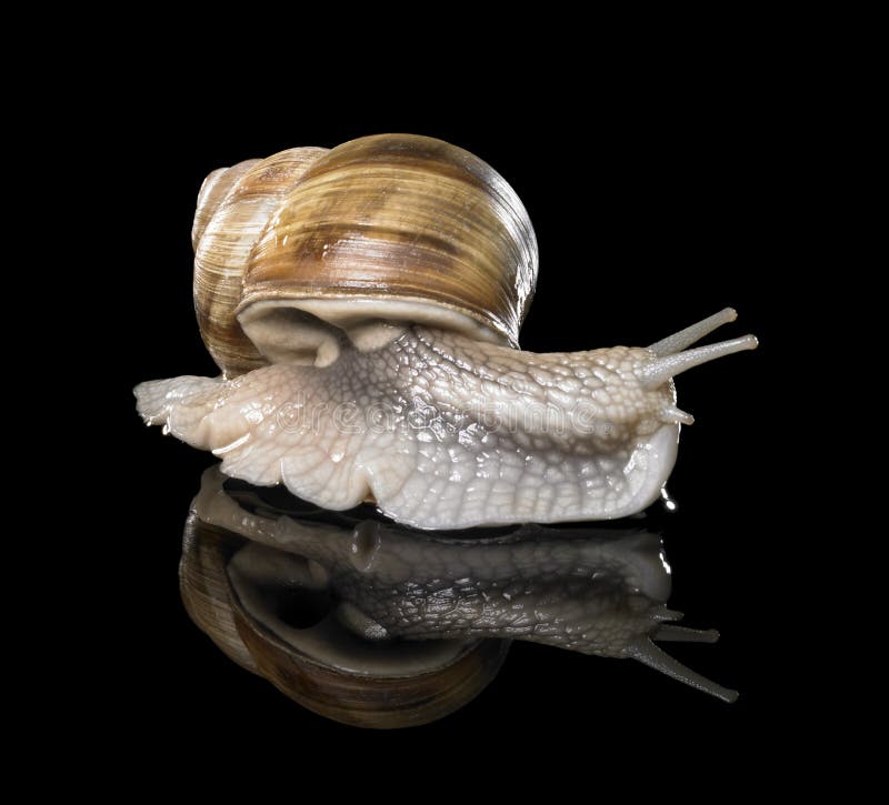 Grapevine snail on black stock photo. Image of macro - 23212146