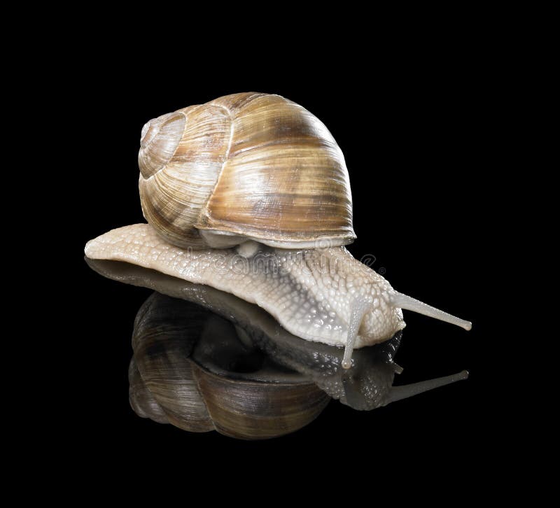 Grapevine snail on black stock photo. Image of nature - 31090968