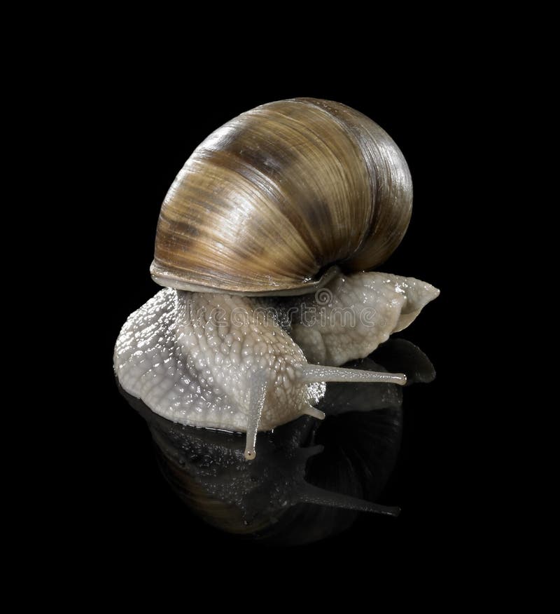 Grapevine snail on black stock image. Image of grapevine - 32580517