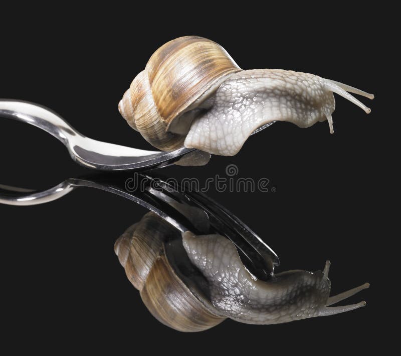 Grapevine snail on fork stock image. Image of moistness - 34712127