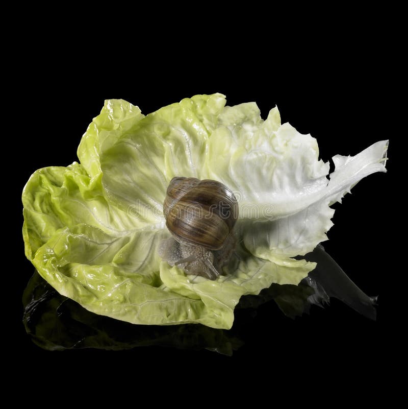 Grapevine Snail on Fresh Green Lettuce Leaf Stock Image - Image of leaf ...