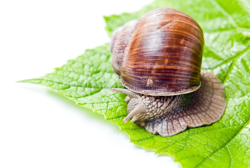 The big grape snail stock photo. Image of snail, animal - 25535072
