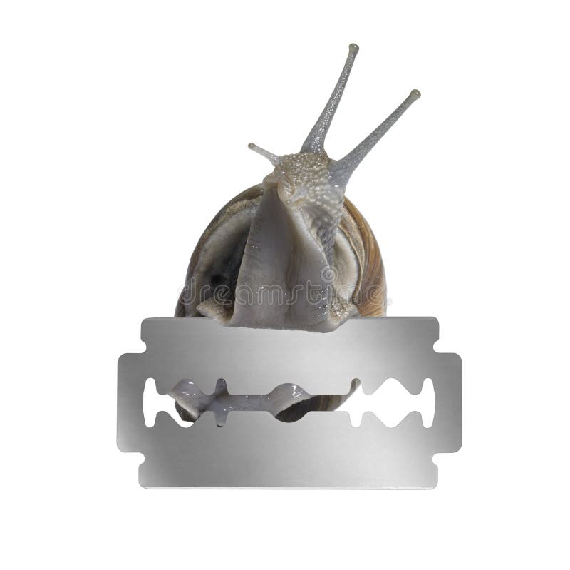 Grapevine Snail and Razor Blade Stock Image - Image of closeup, blade ...