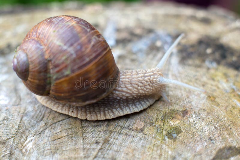 Grapevine snail stock photo. Image of bowl, grapevine - 40364676