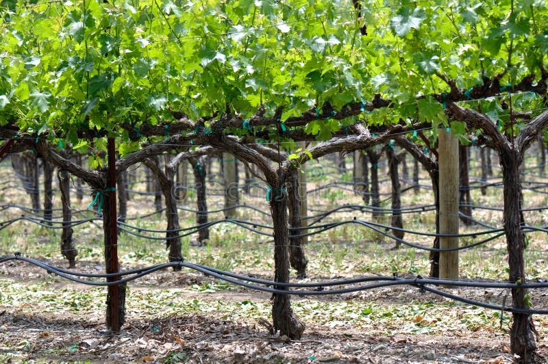 Grapevine in Spring stock photo. Image of napa, vitis - 34615226