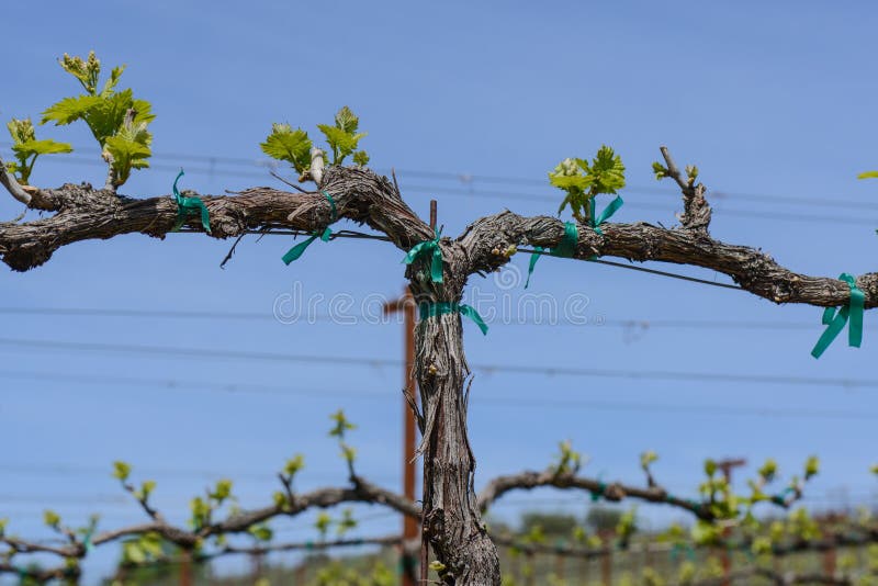 Grapevine in Spring stock photo. Image of napa, vitis - 34615226