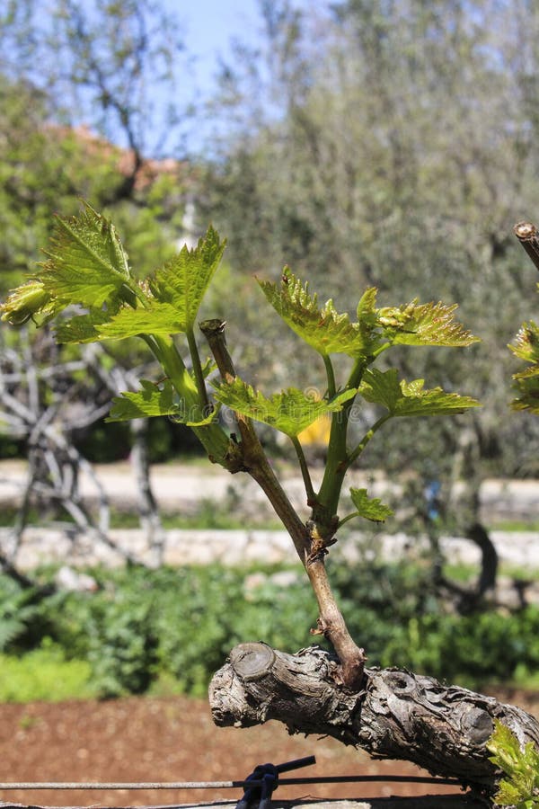 Grapevine in the Spring stock photo. Image of spring - 70040658