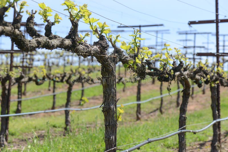 Grapevine in Spring stock photo. Image of napa, vitis - 34615226